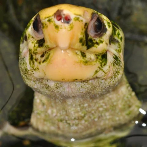 Sulawesi Forest Turtle — Asian Species Action Partnership | ASAP