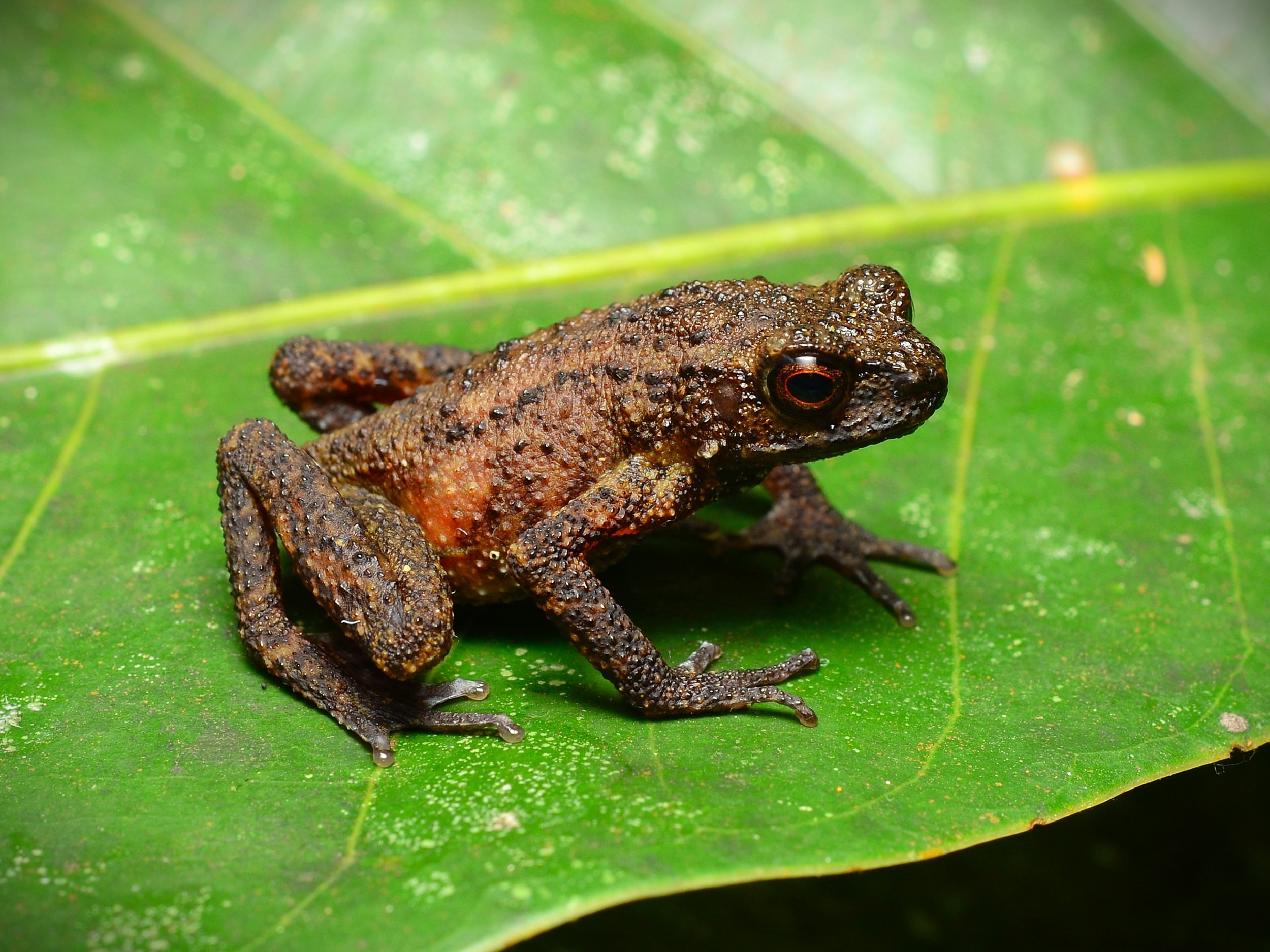 Mission, Vision & Values — Asian Species Action Partnership | ASAP