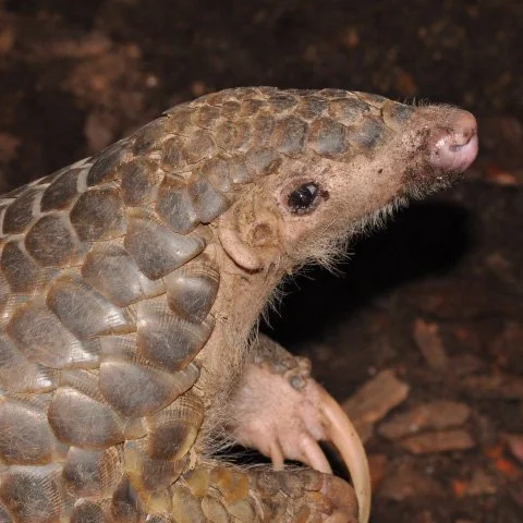 Chinese Pangolin — Asian Species Action Partnership | ASAP