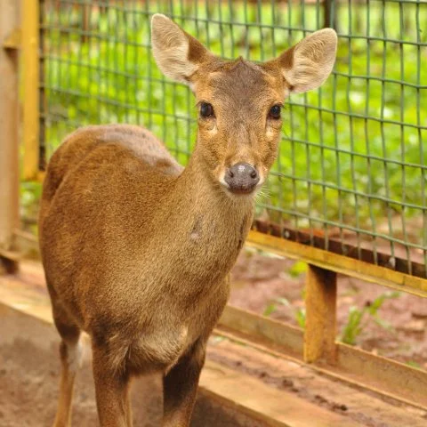 Bawean Deer — Asian Species Action Partnership | ASAP