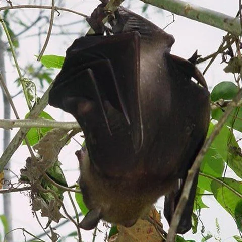 Philippine Bare-backed Fruit Bat — Asian Species Action Partnership | ASAP