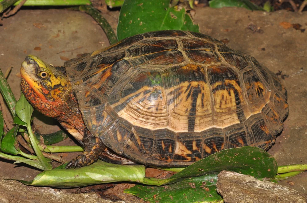 Indochinese Box Turtle — Asian Species Action Partnership | ASAP