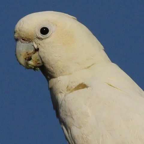 Philippine Cockatoo — Asian Species Action Partnership | ASAP