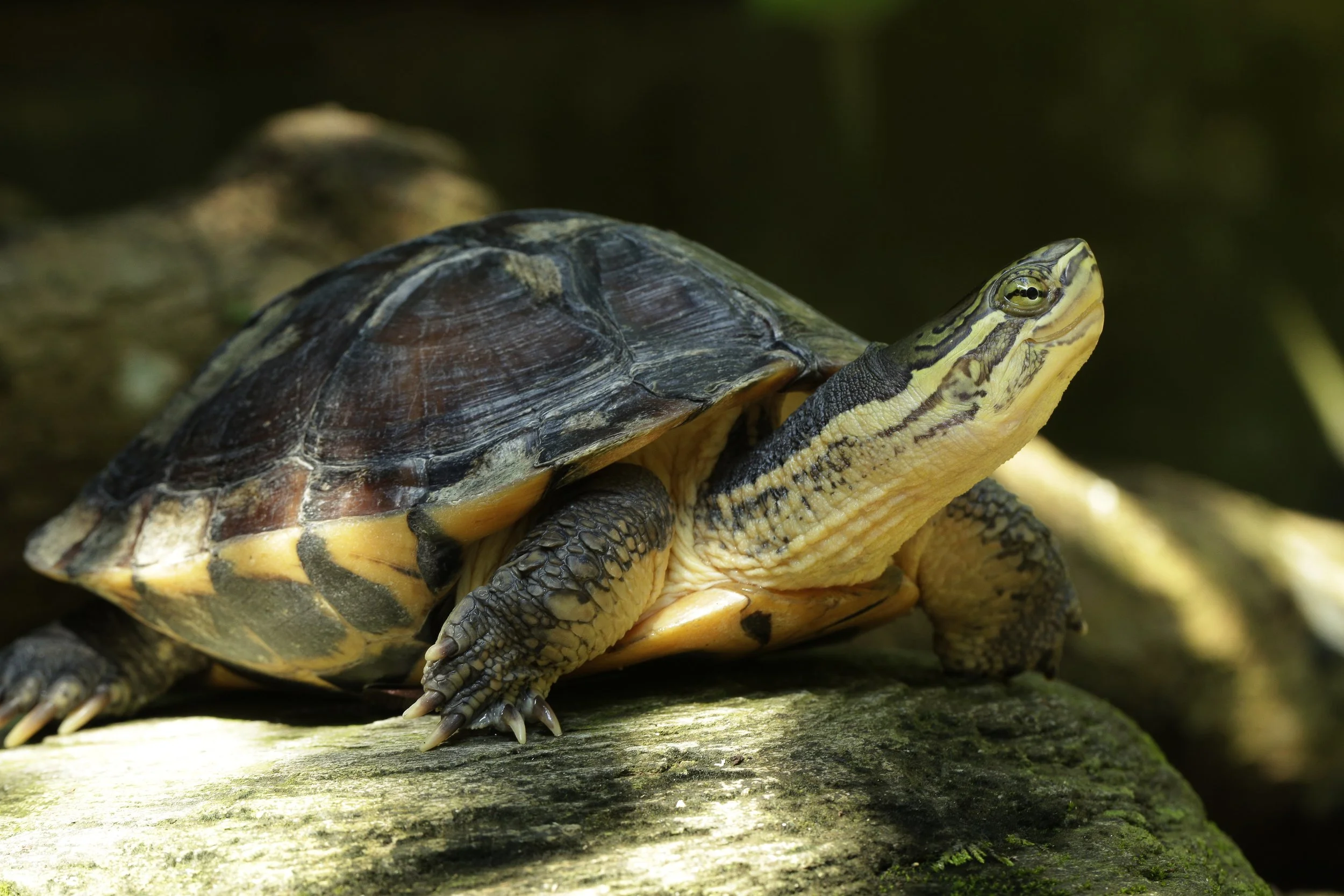 Conserving the Vietnamese Pond Turtle in Ea So Nature Reserve, Dak Lak ...