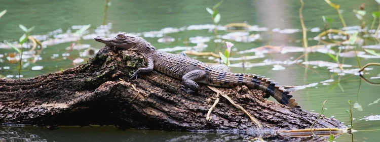 Apply For Funding — Asian Species Action Partnership | ASAP