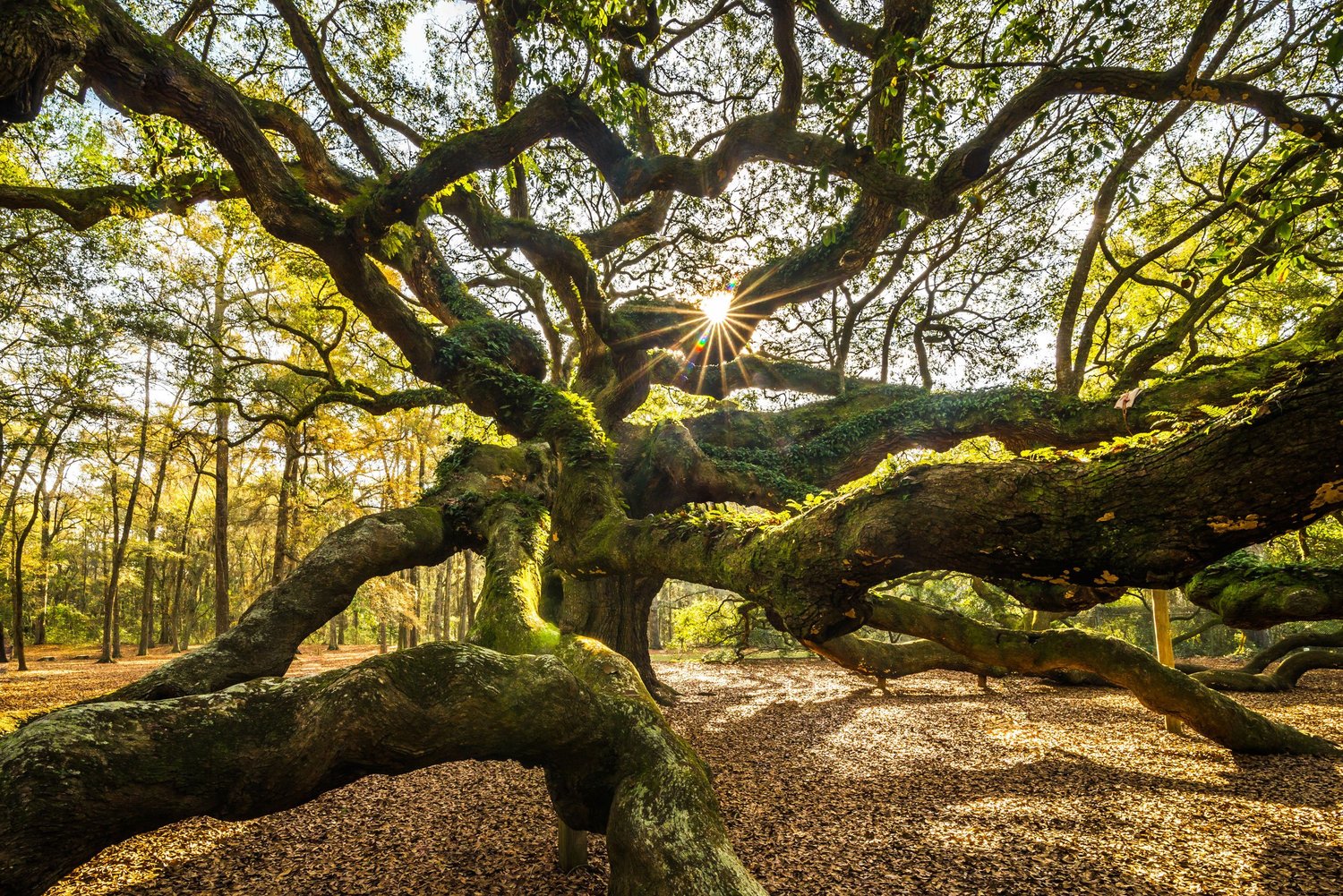 The Charleston Arborist