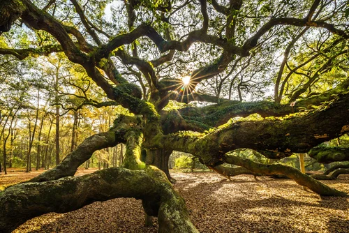 The Charleston Arborist