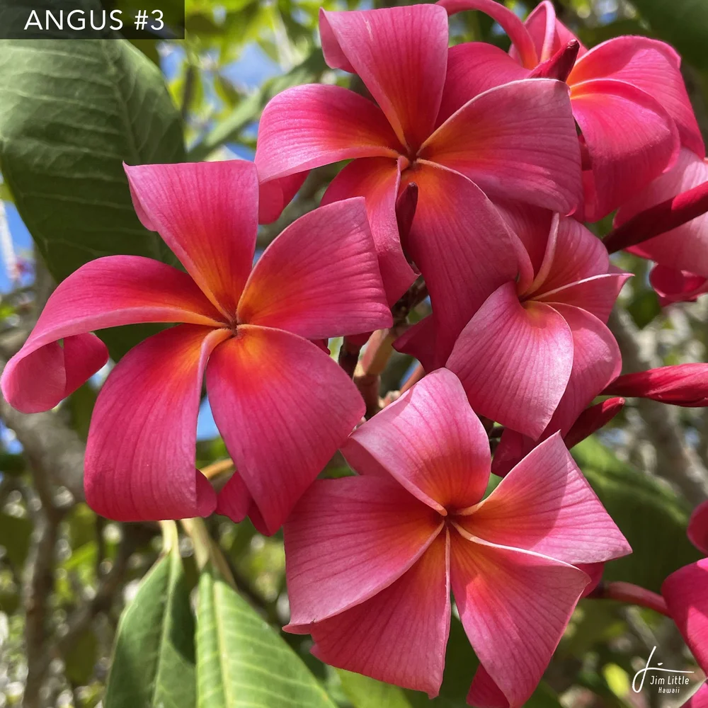 Named Cultivars — Jim Little Plumeria JAPAN