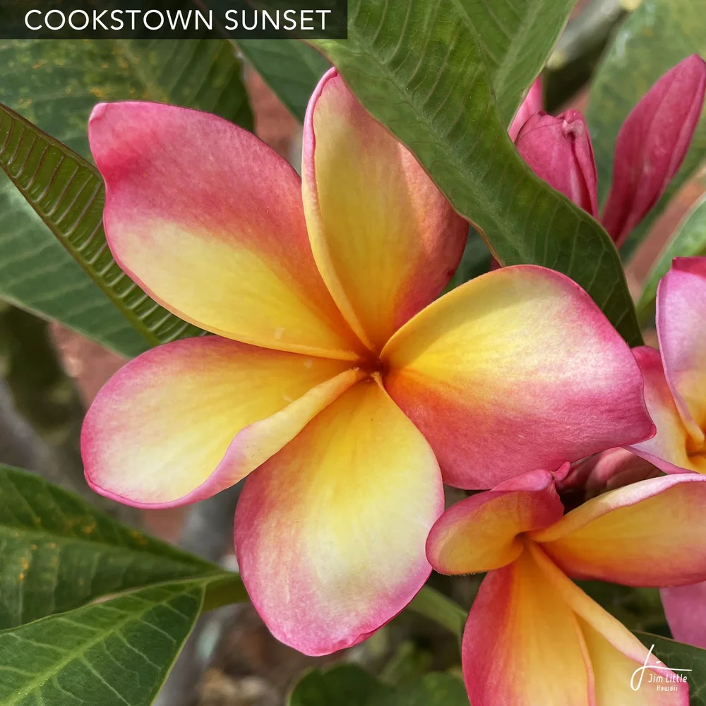 Named Cultivars — Jim Little Plumeria JAPAN