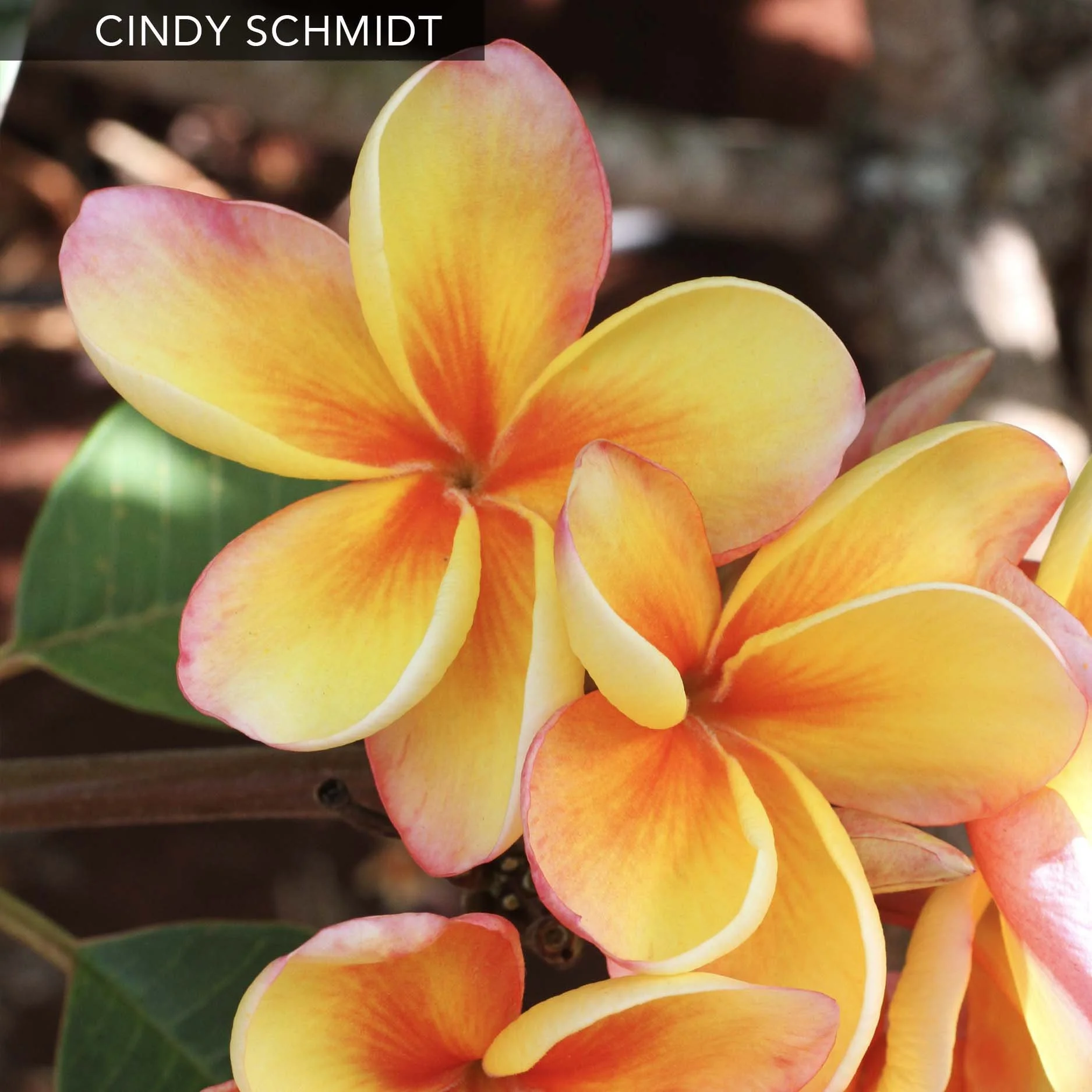 Named Cultivars — Jim Little Plumeria JAPAN