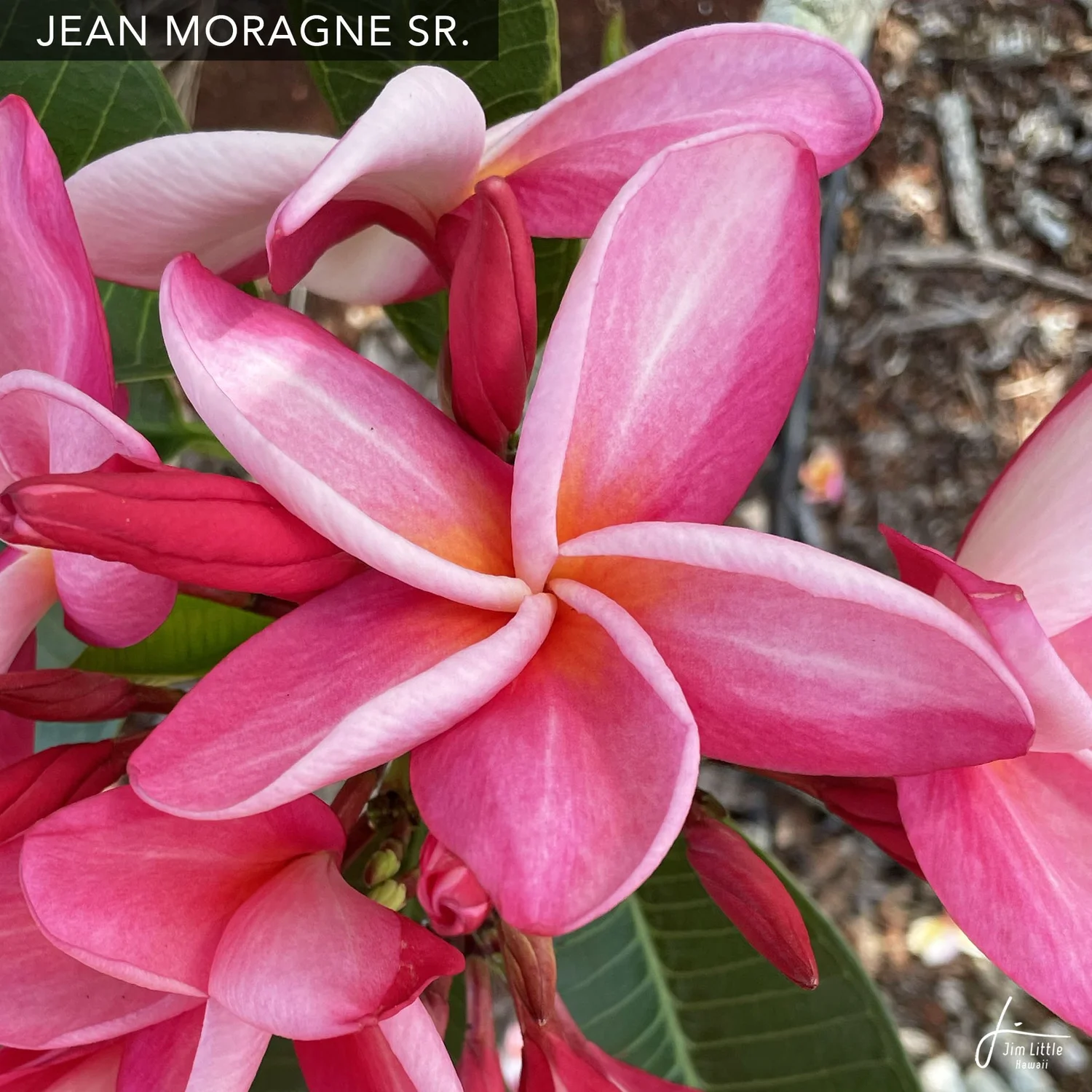 Moragne — Jim Little Plumeria JAPAN