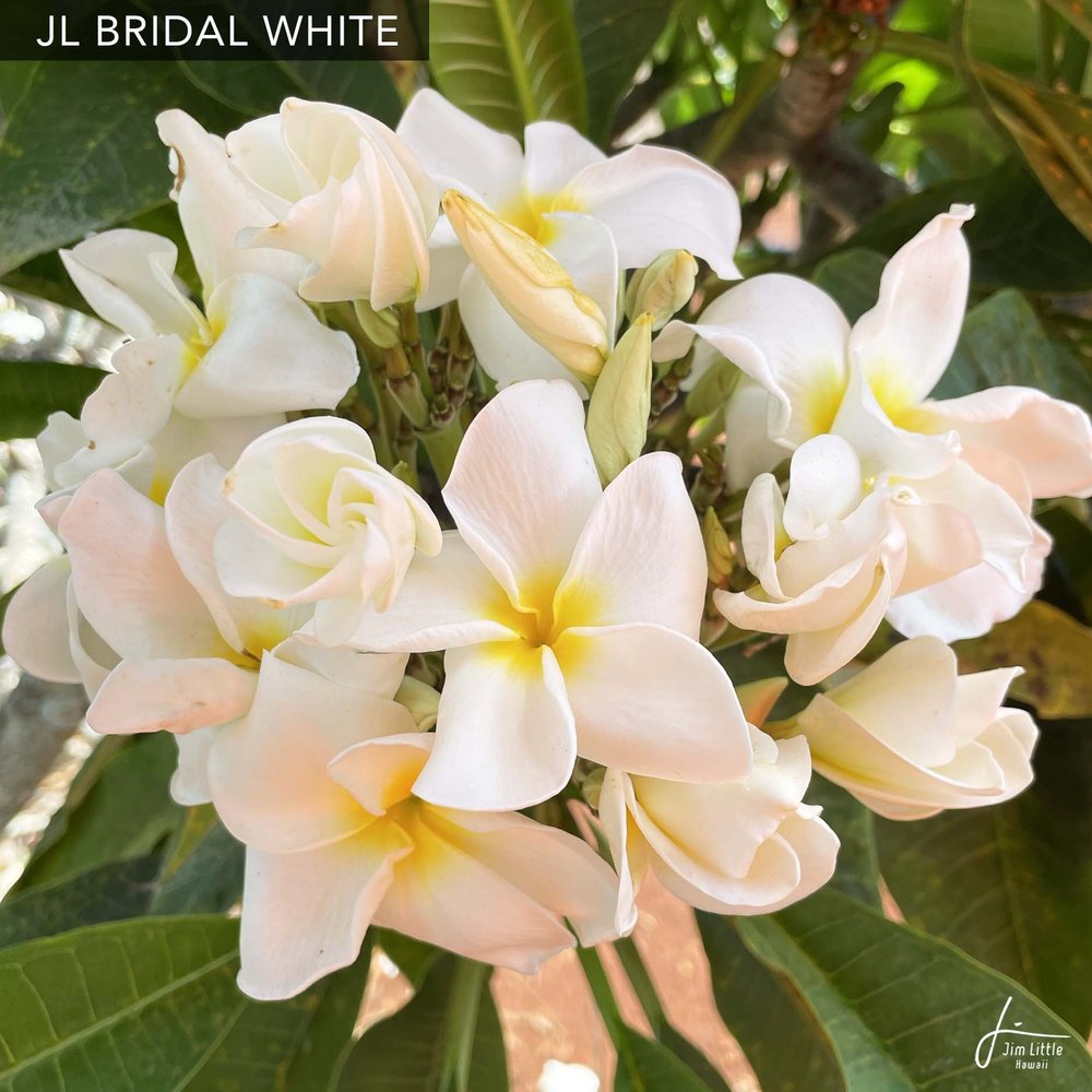 JL Cultivars — Jim Little Plumeria JAPAN