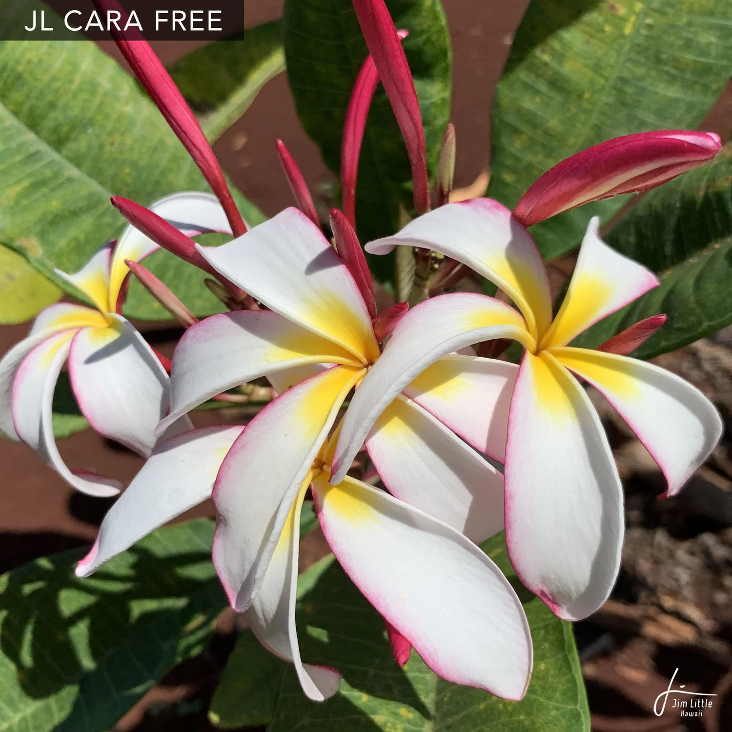 JL Cultivars — Jim Little Plumeria JAPAN