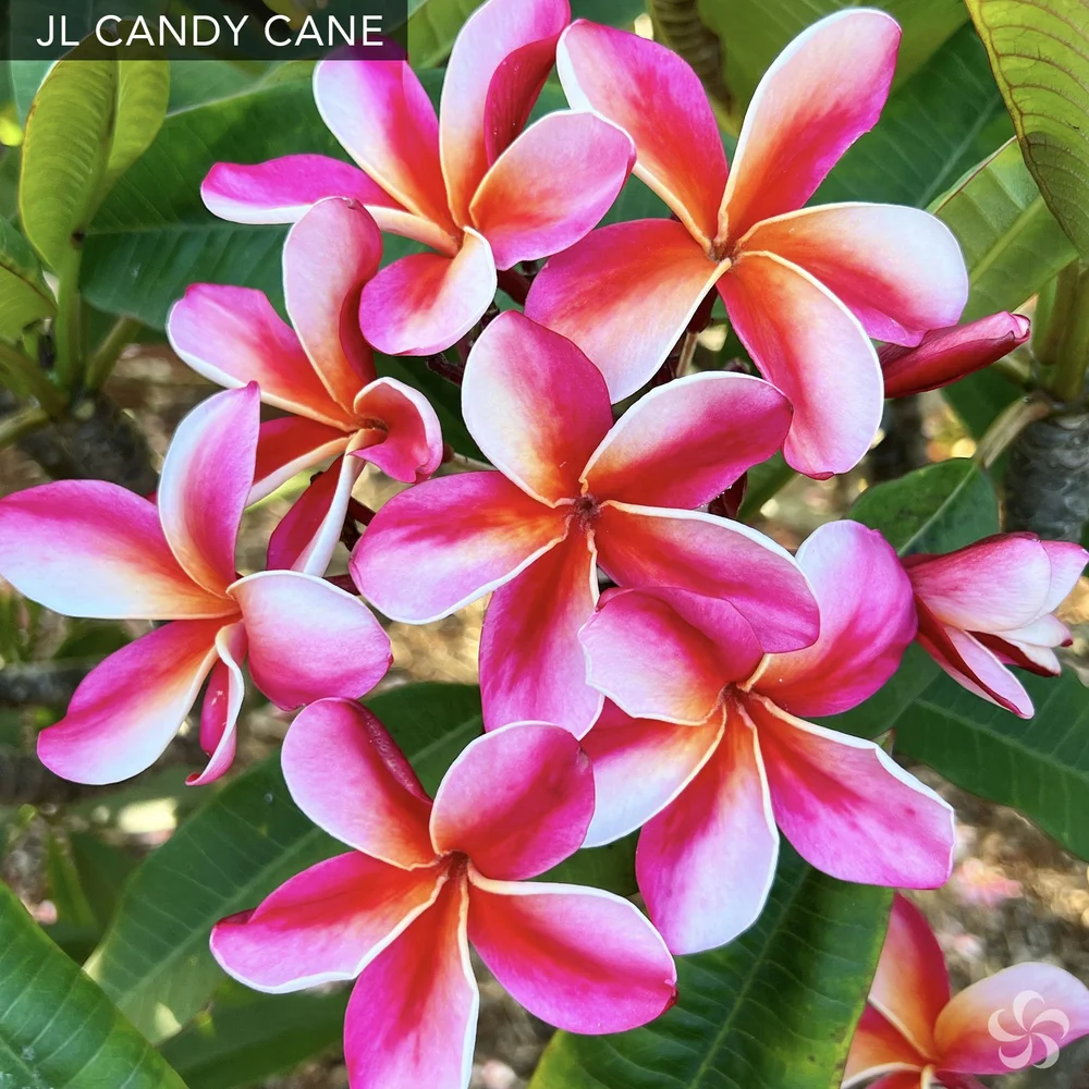 JL Cultivars — Jim Little Plumeria JAPAN