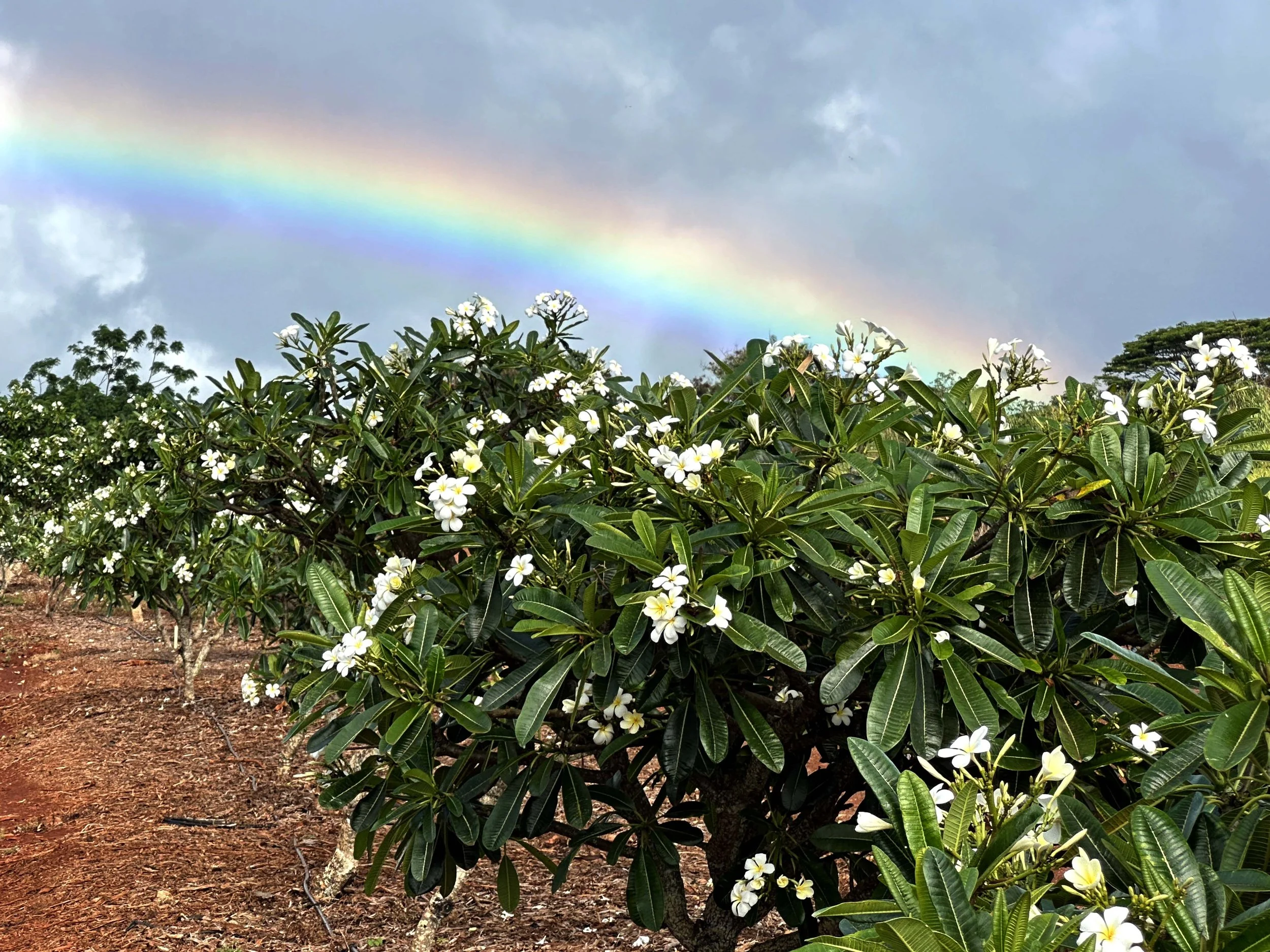 Jim Little Plumeria JAPAN