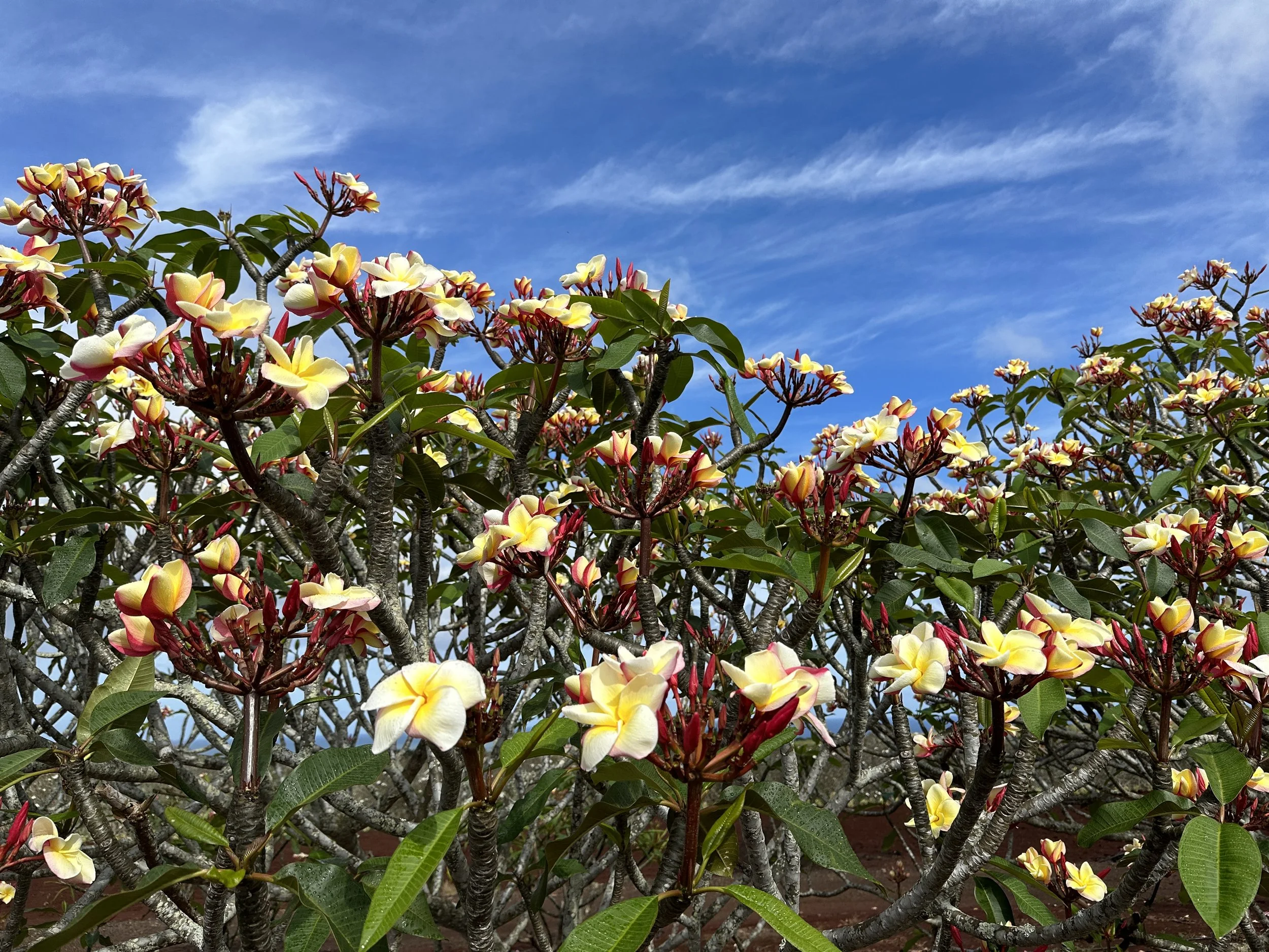 Jim Little Plumeria JAPAN