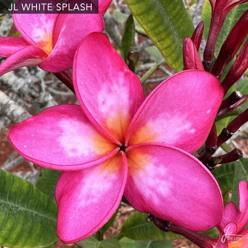 New Releases — Jim Little Plumeria JAPAN
