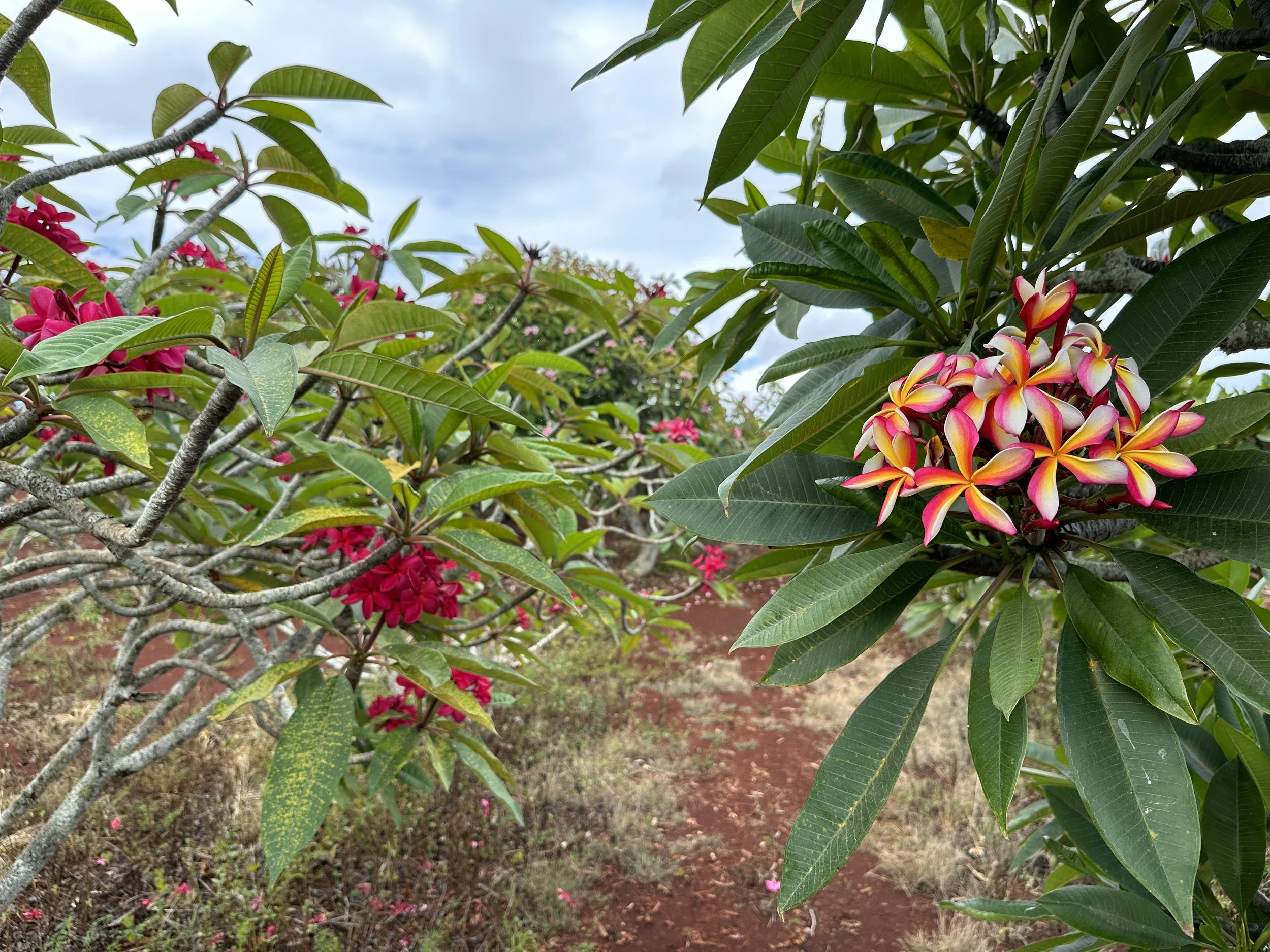 Jim Little Plumeria JAPAN