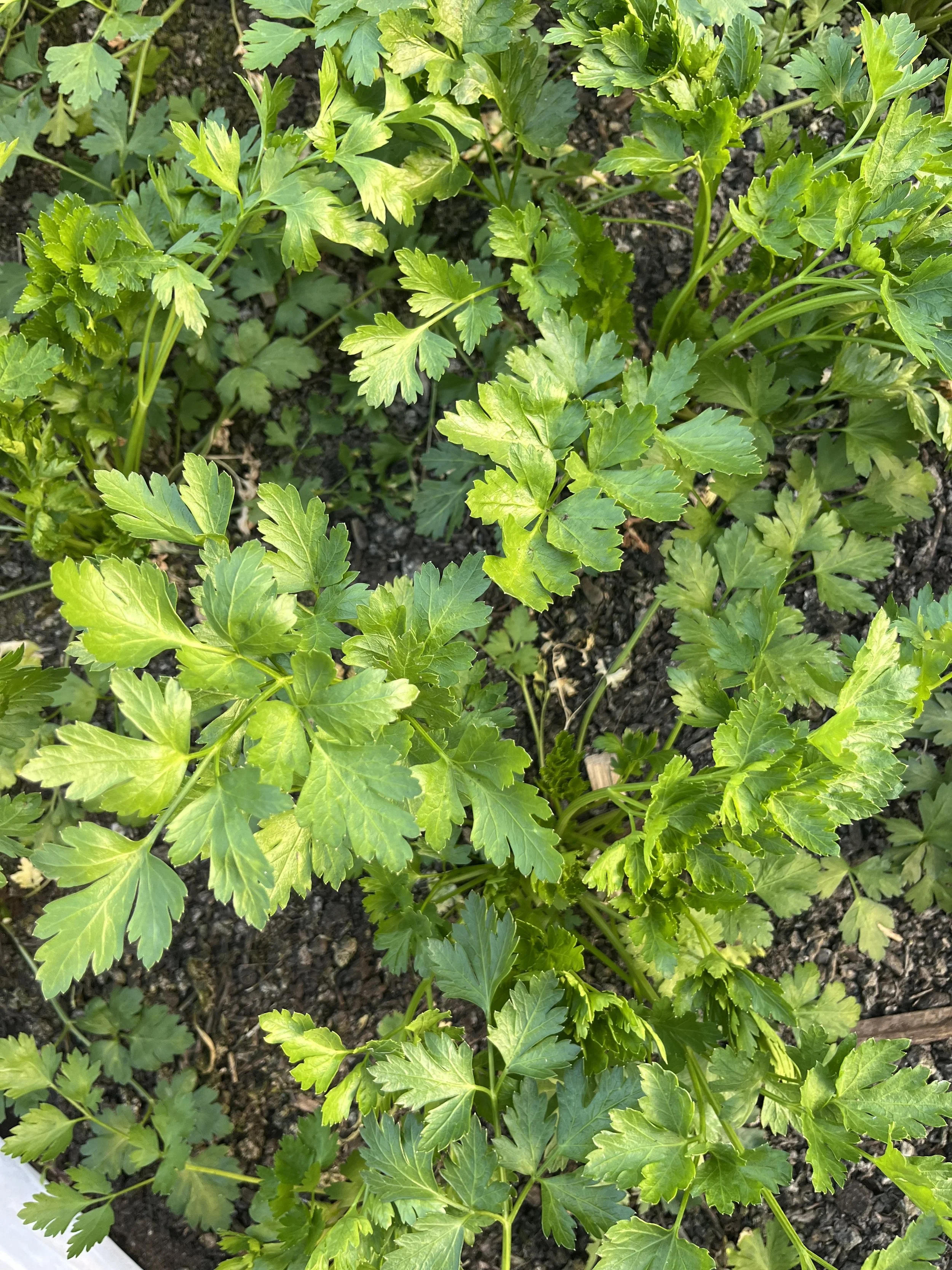 Bulk Orders — Frith Farm