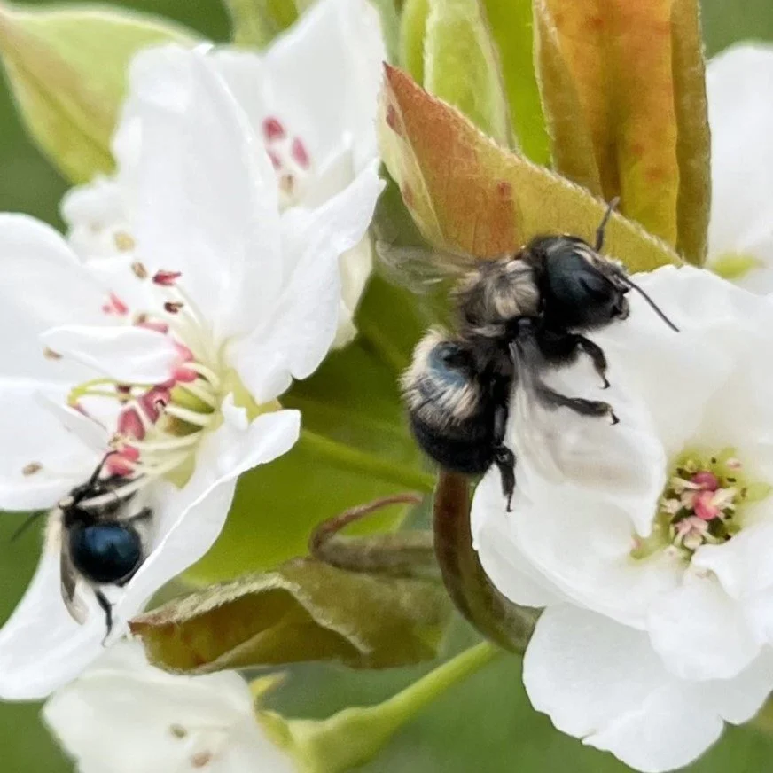 Summer Leafcutting Bee Cocoons — Osmia Bee | Raise Native Bees in your ...
