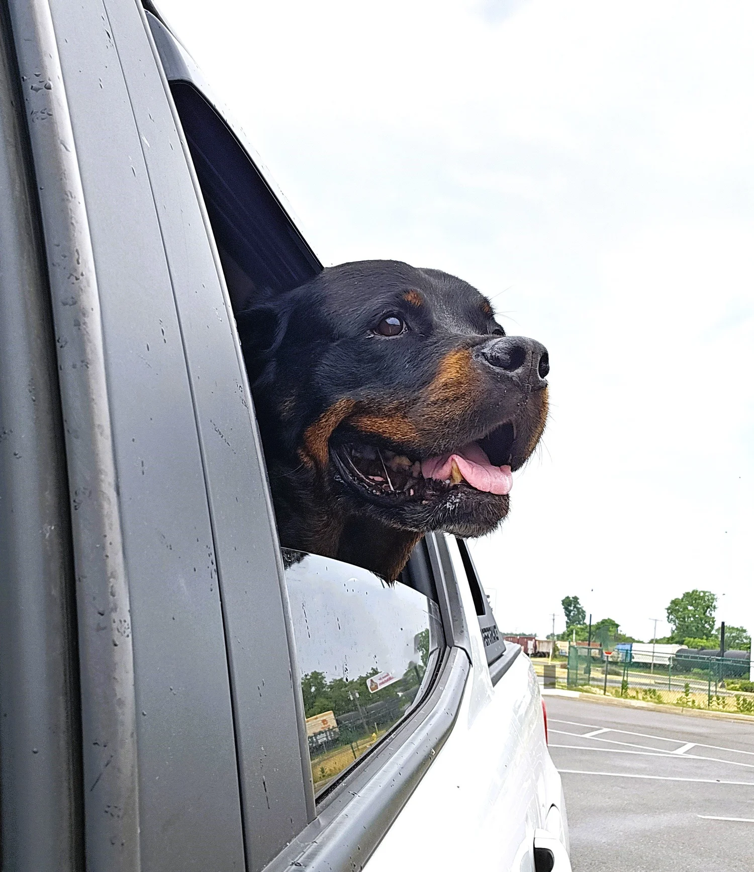 K9 Boarding — Sport Dogs Complex