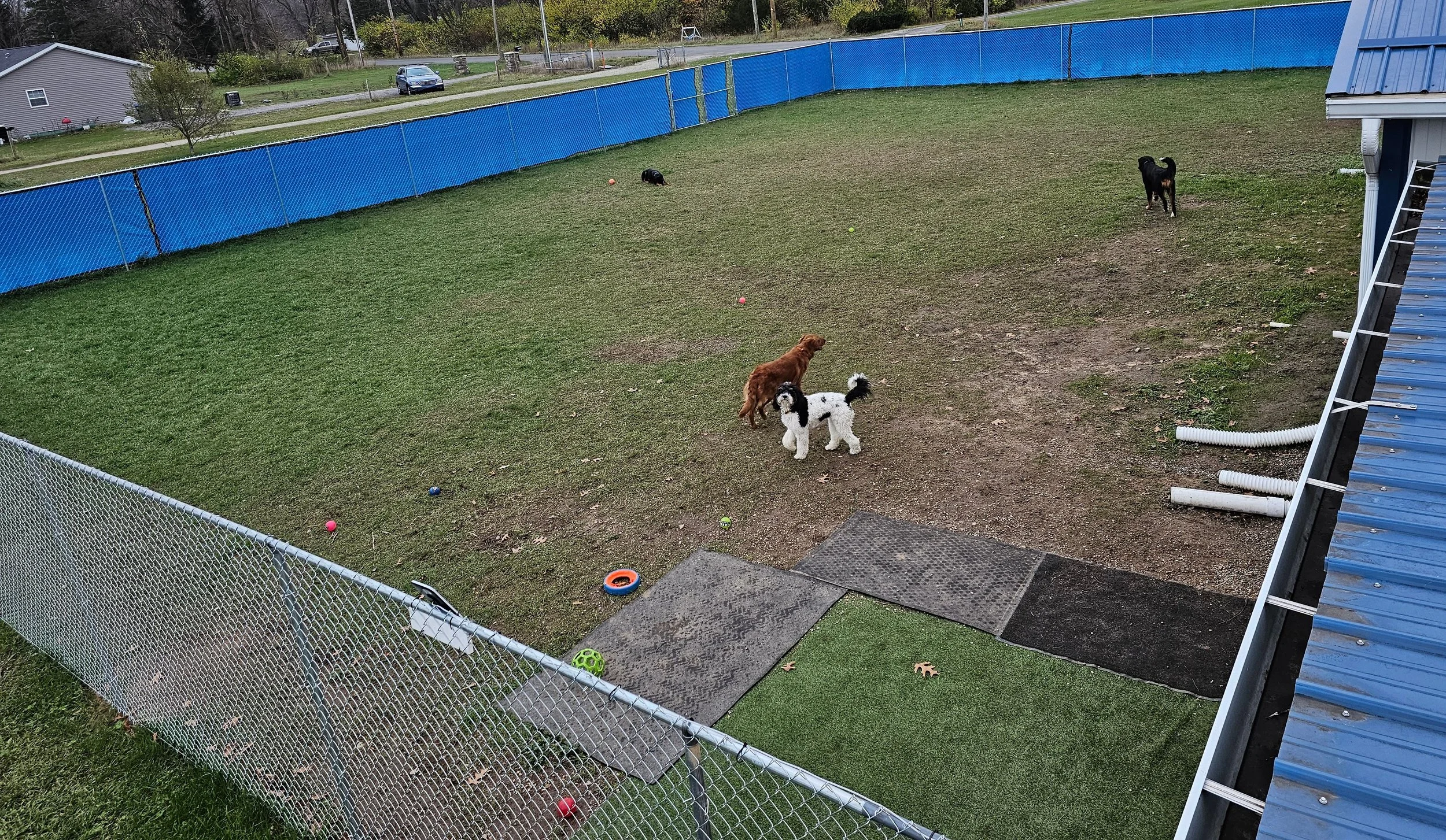 K9 Daycare — Sport Dogs Complex