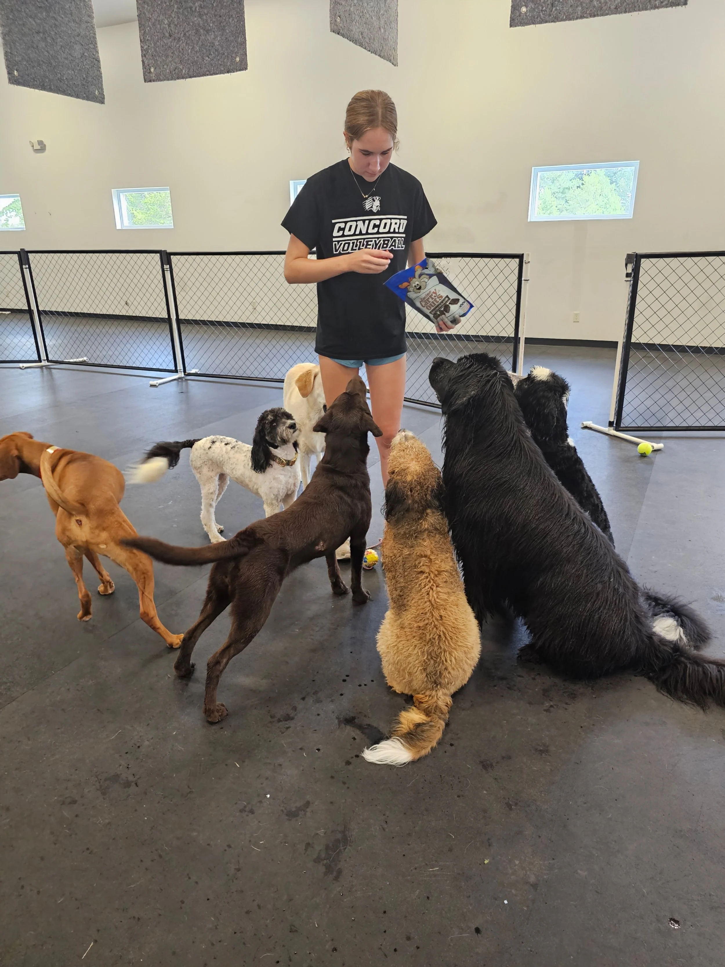 K9 Daycare — Sport Dogs Complex