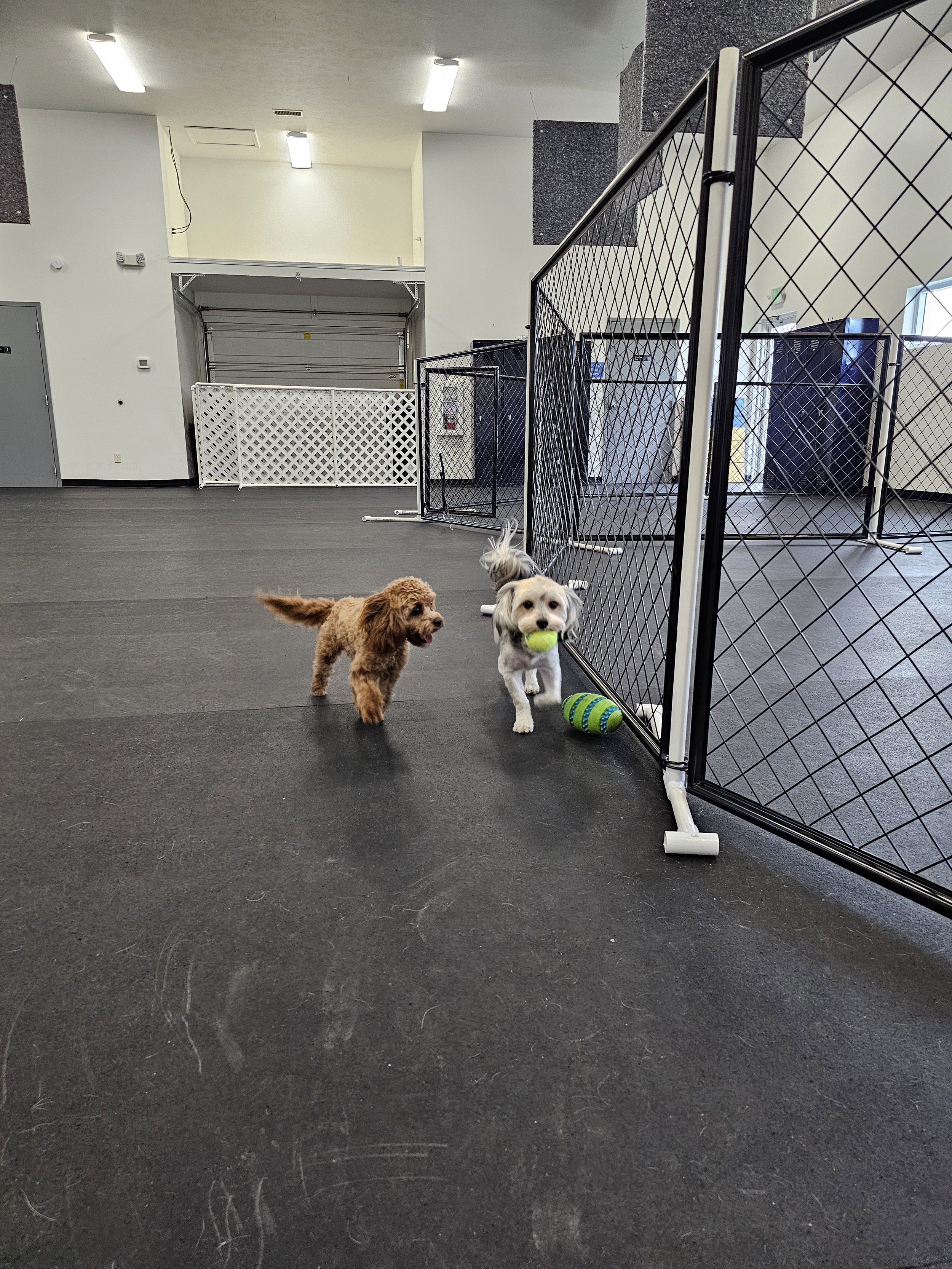 K9 Daycare — Sport Dogs Complex