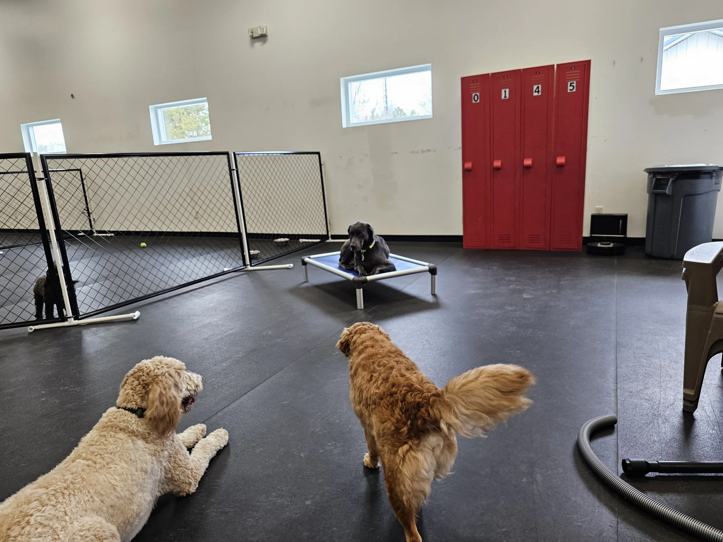 K9 Daycare — Sport Dogs Complex