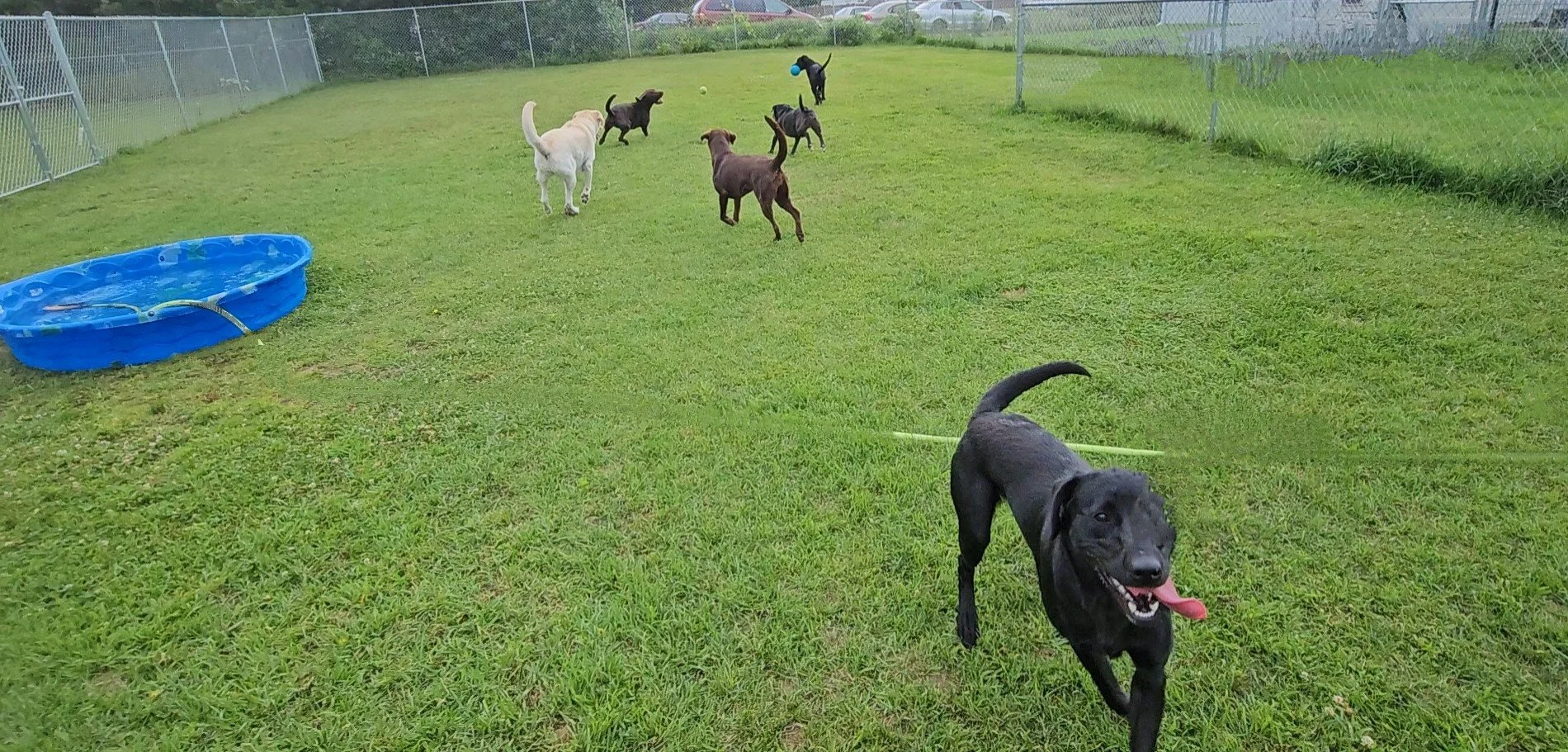 K9 Daycare — Sport Dogs Complex