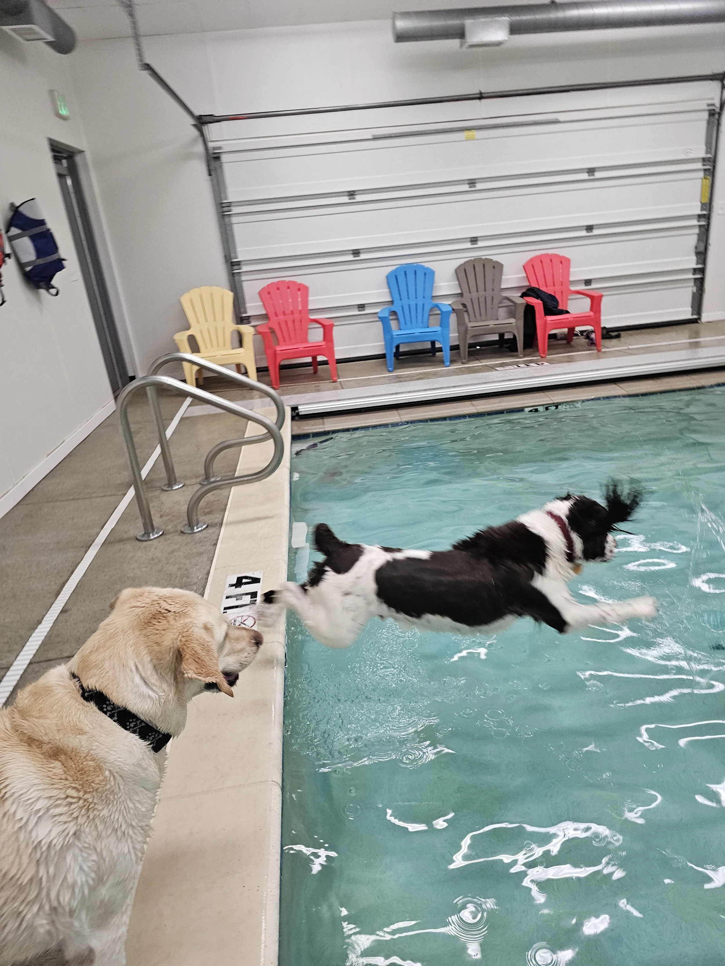 K9 Aquatic Center — Sport Dogs Complex