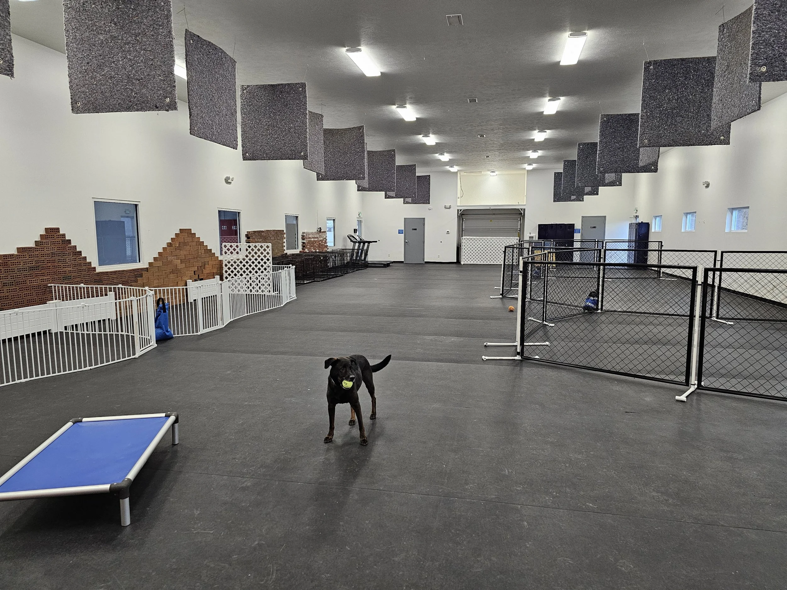 K9 Daycare — Sport Dogs Complex