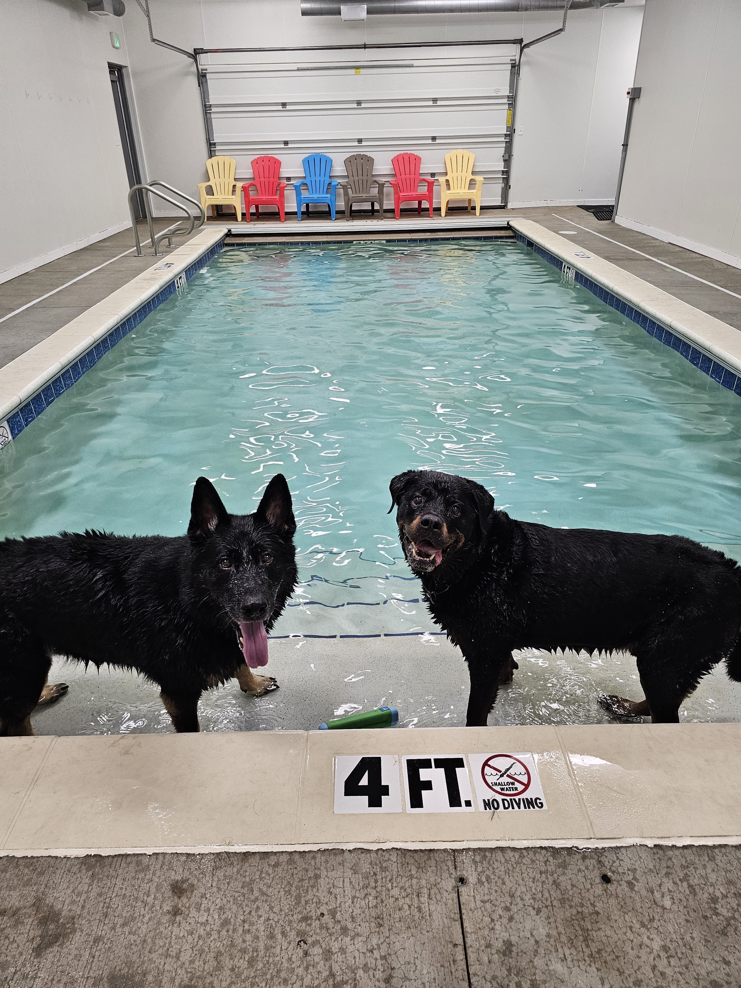 K9 Aquatic Center — Sport Dogs Complex