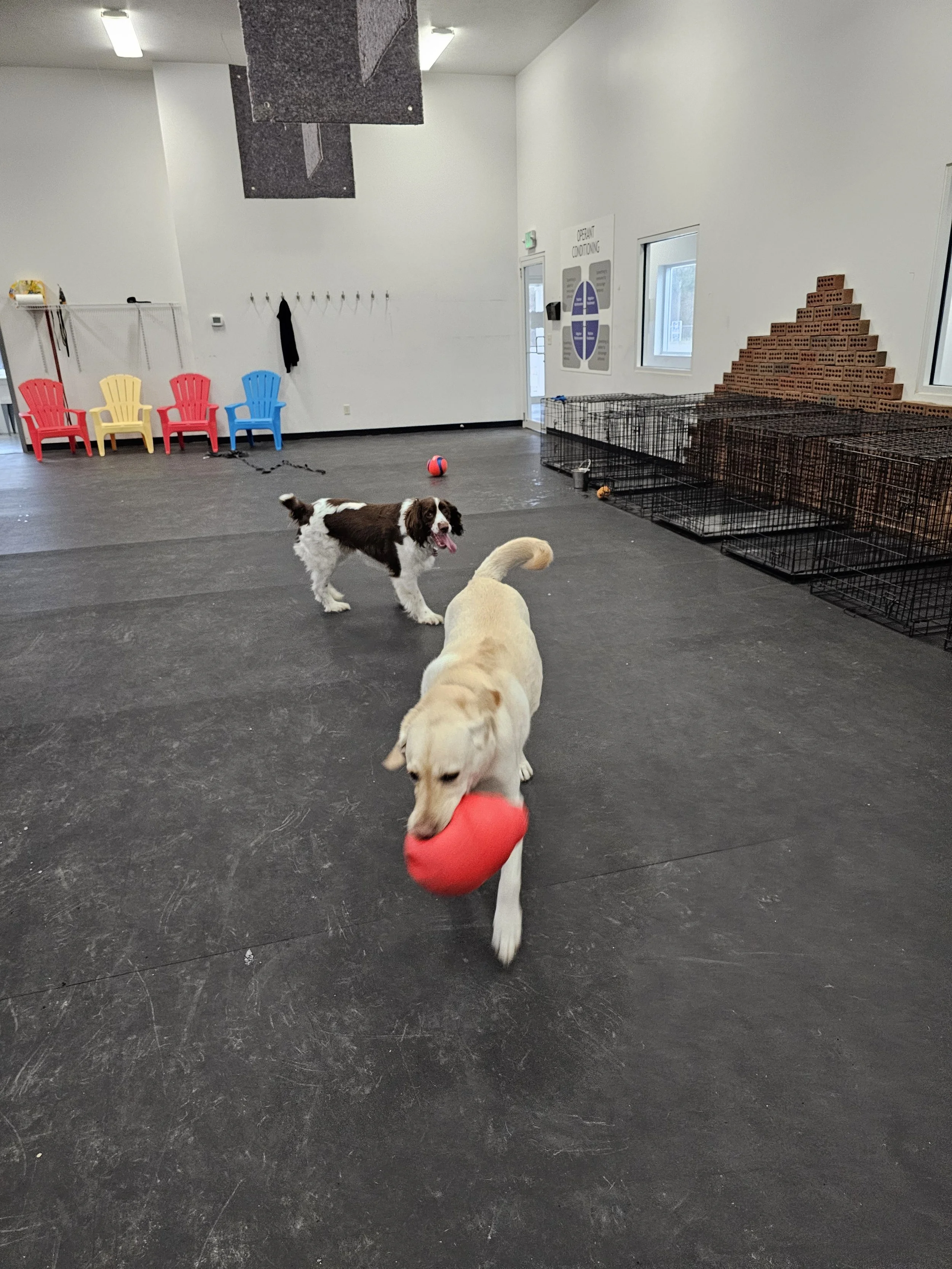 K9 Daycare — Sport Dogs Complex