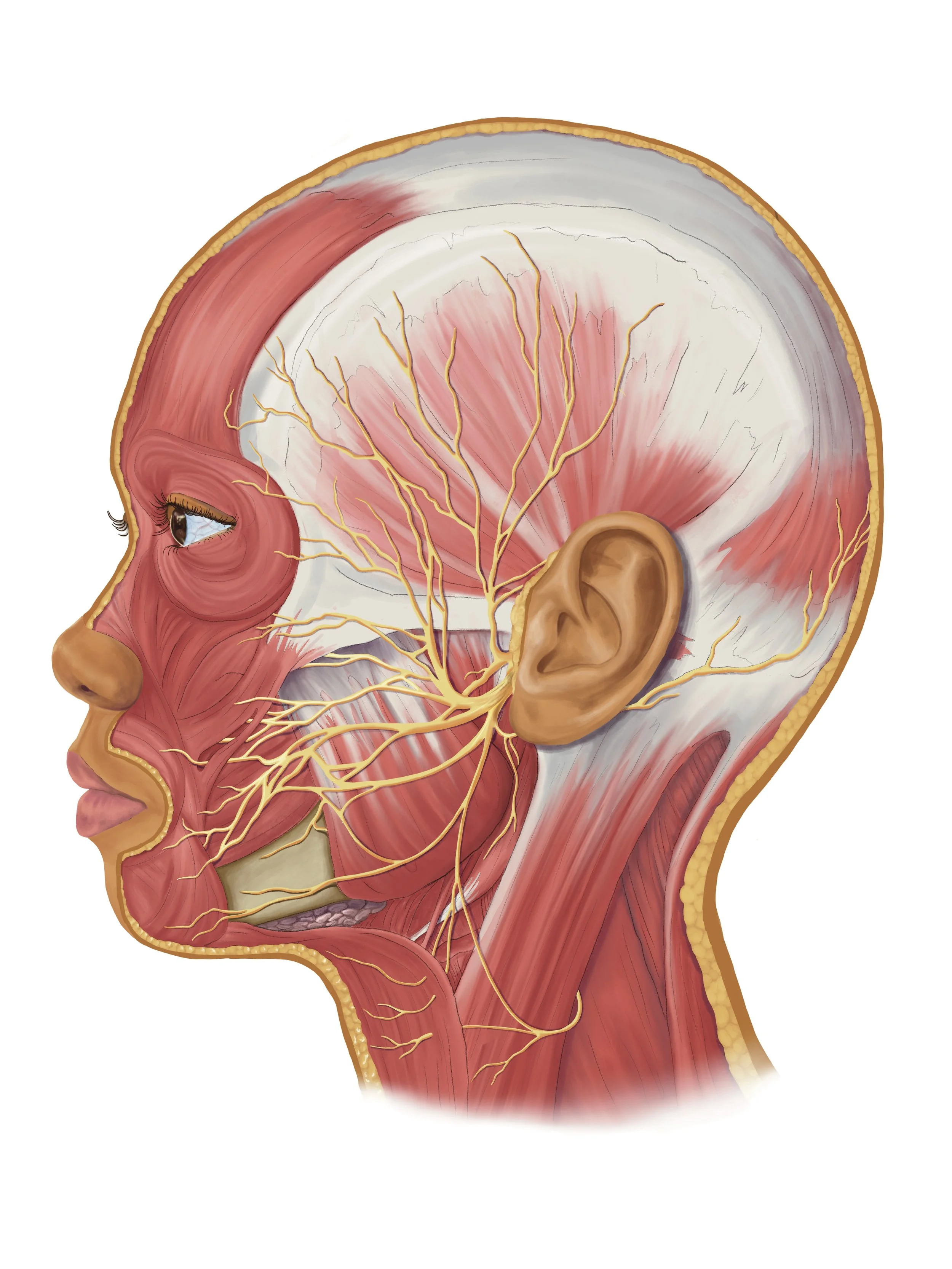 Facial Nerve Illustration — e.e.visuals