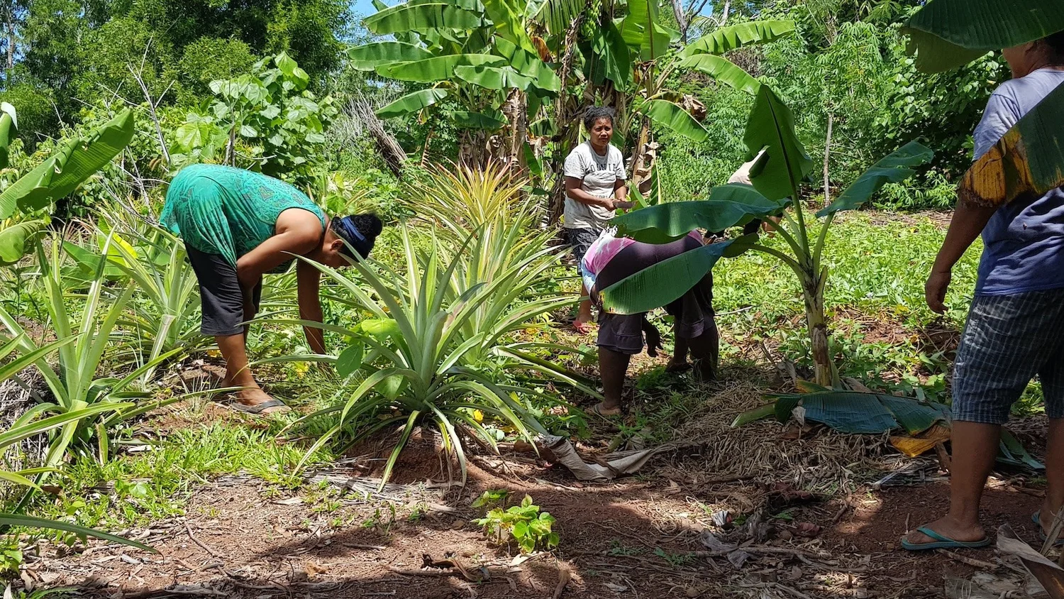 Reclaiming Resilience: How Micronesian Women are Leading on Climate ...