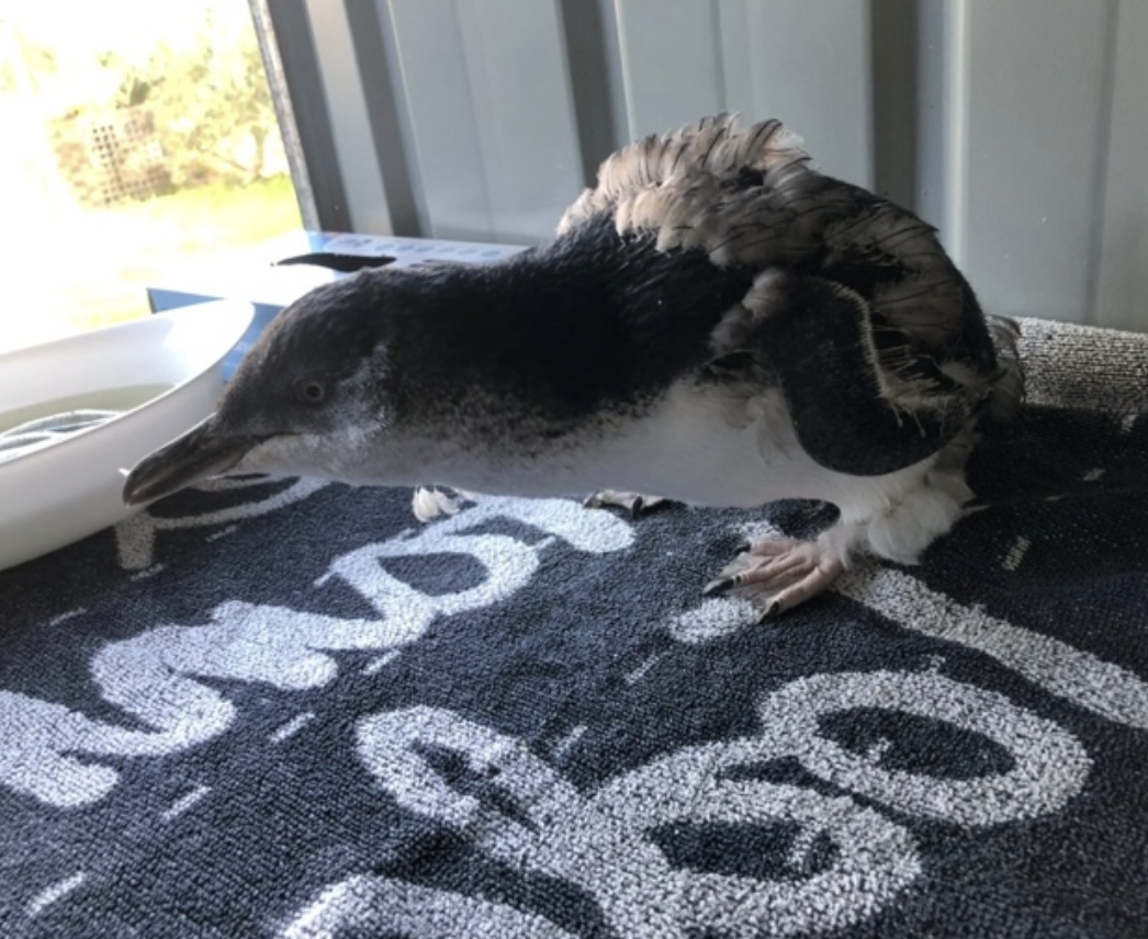 Little Penguin Rescue Guide — Little Penguins of Eden
