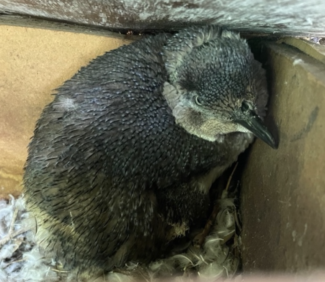 Little Penguin Rescue Guide — Little Penguins of Eden
