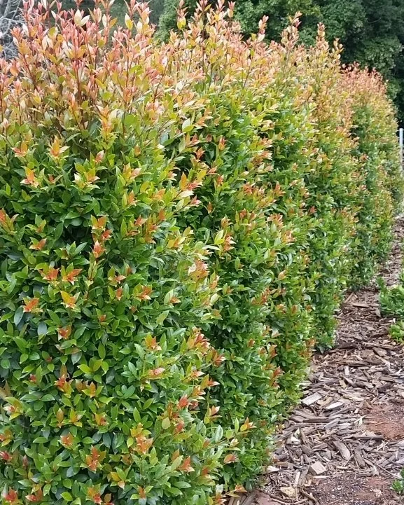 HARDY HEDGES FOR SCREENING — CALYX LIVING