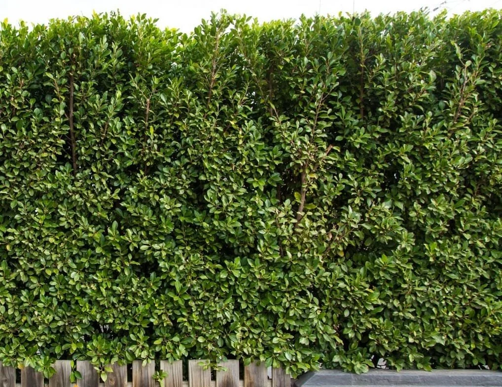 HARDY HEDGES FOR SCREENING — CALYX LIVING