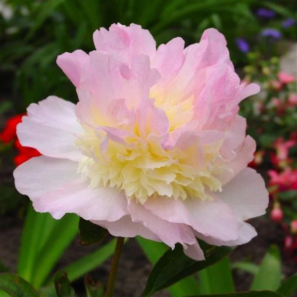 Daffodils, Tulips and Peonies — Backyard Blooms