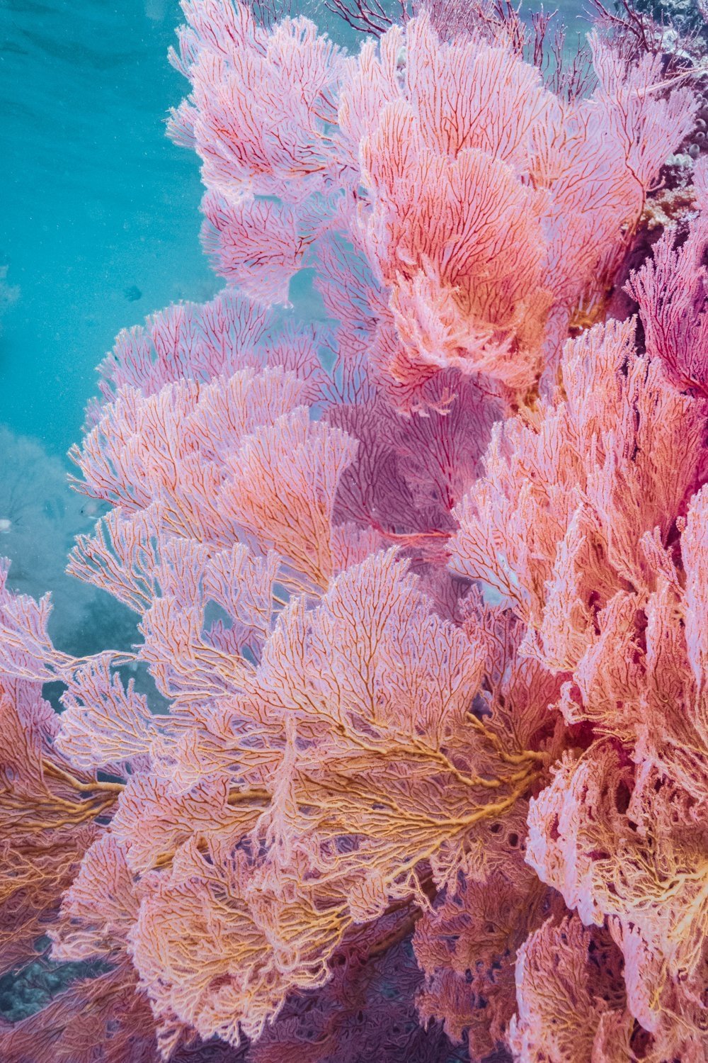 UNDERWATER — ZOE LOWER