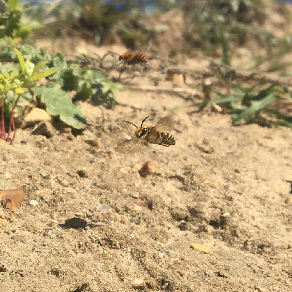 Bare Ground — Island Nature