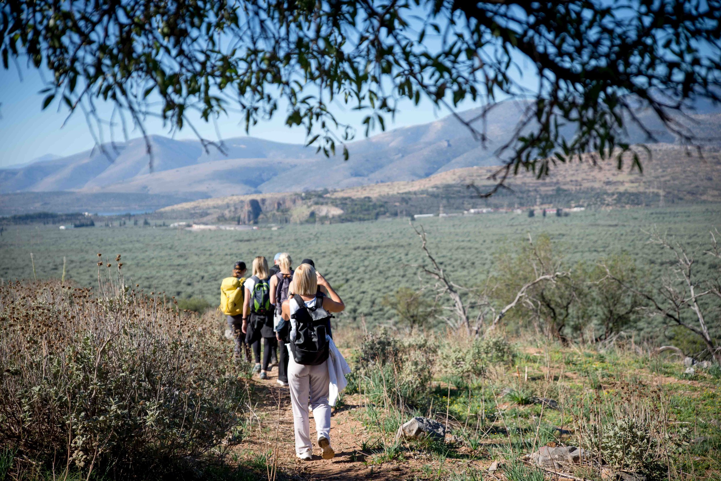Mythical Caves and Ancient Olive Grove Hikes in Delphi: Uncover Nature ...