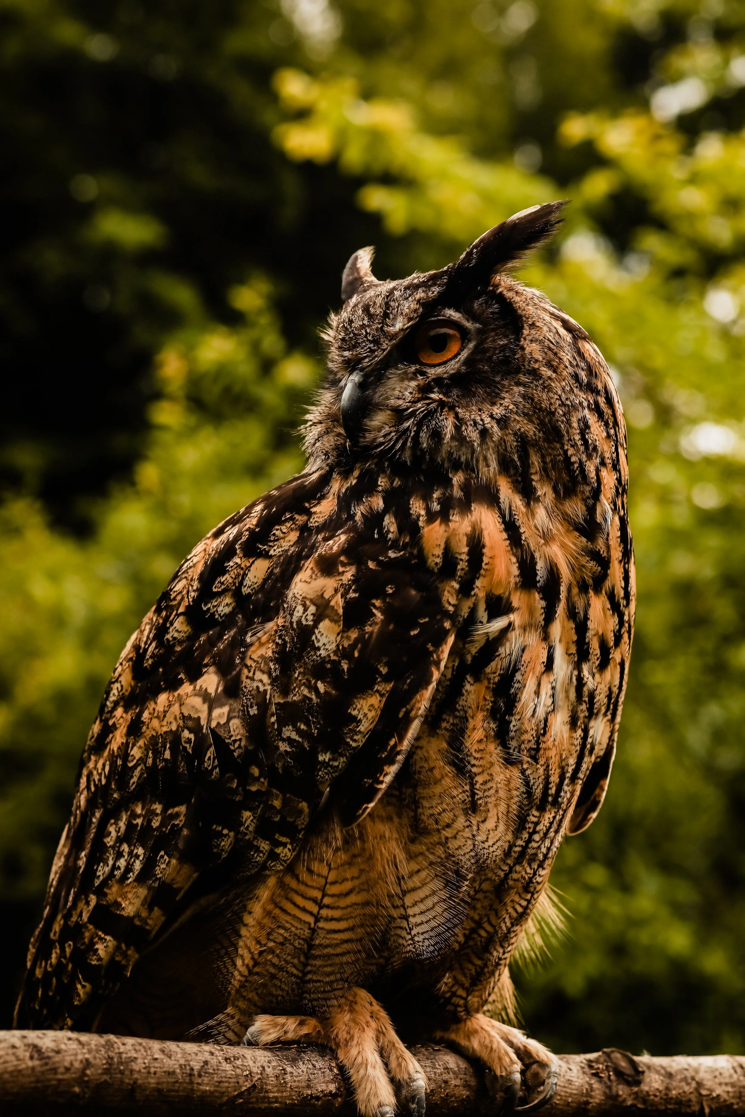 Encounters — Raptor Hallow Sanctuary