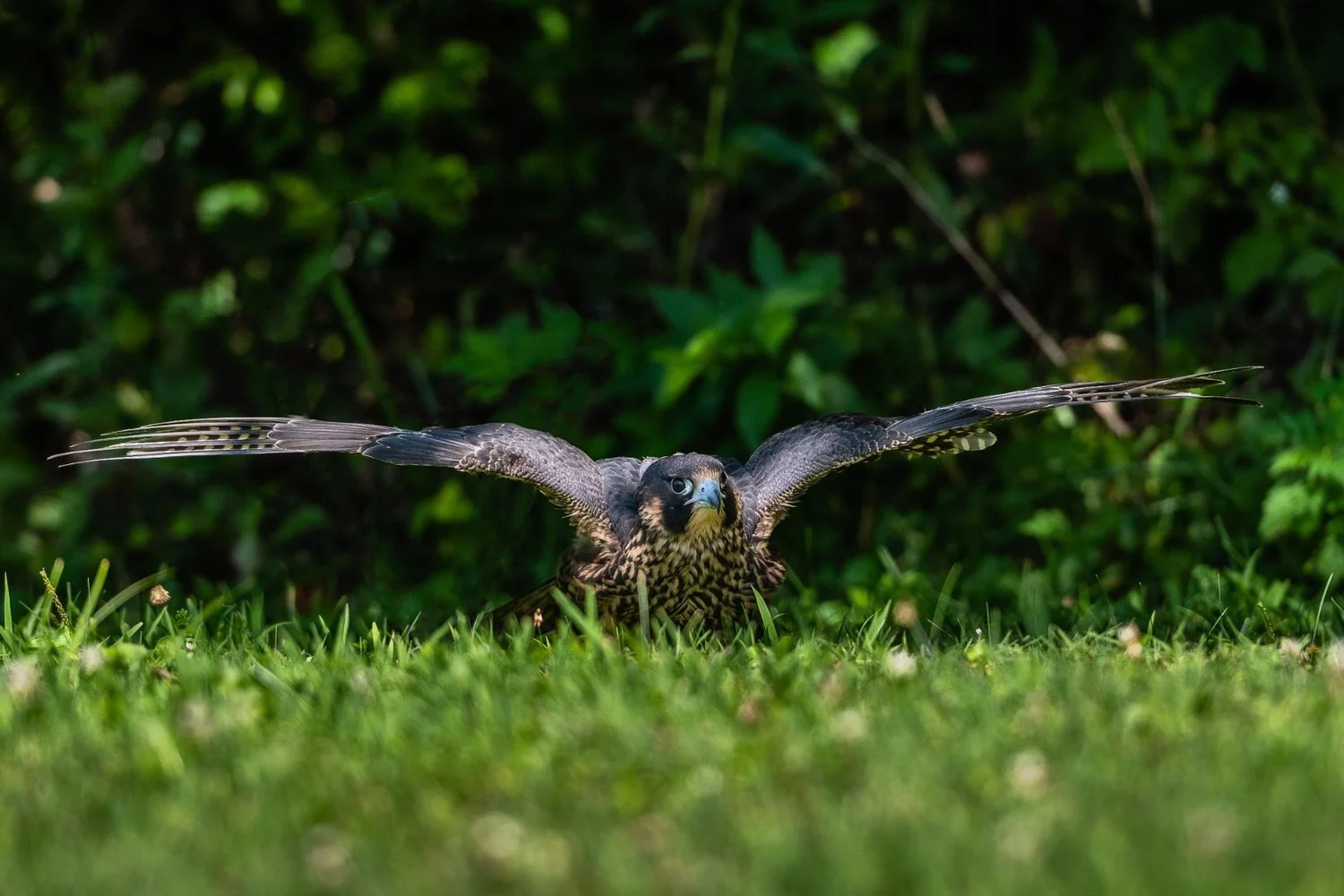 Raptor Hallow Sanctuary