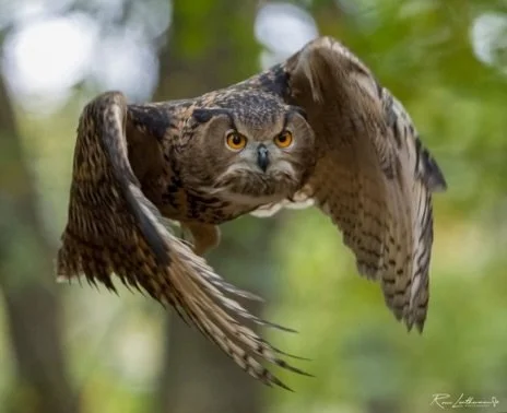 Encounters — Raptor Hallow Sanctuary