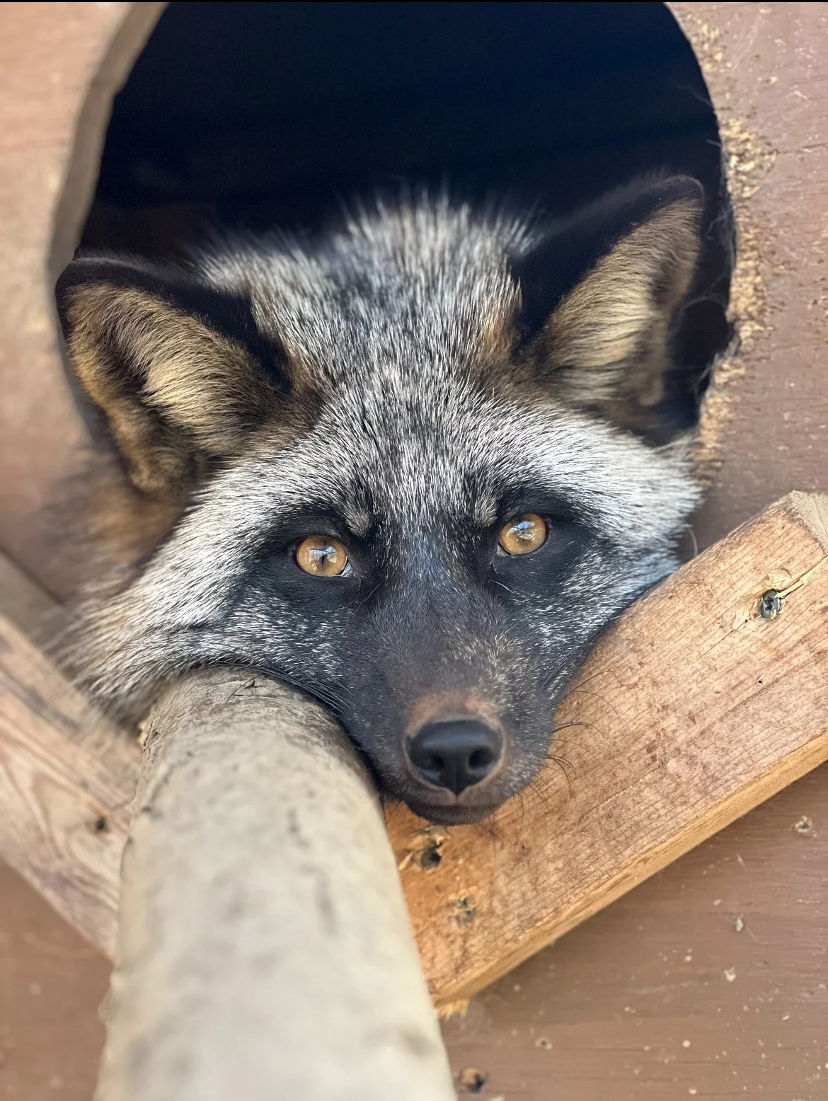 Our Animal Ambassadors — Raptor Hallow Sanctuary