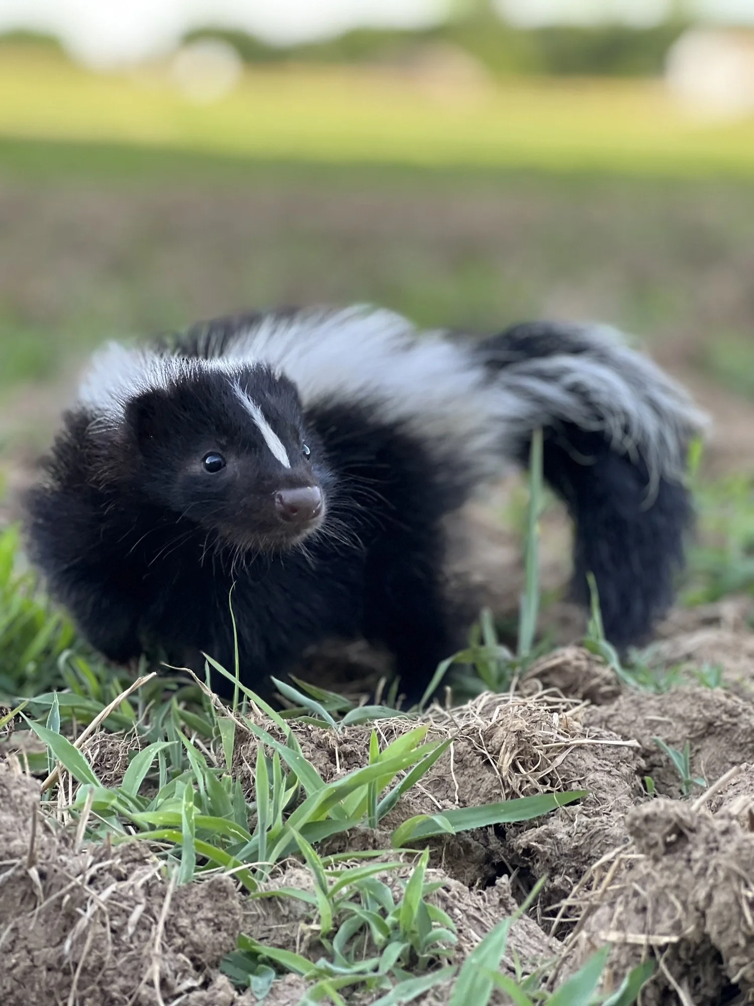 Encounters — Raptor Hallow Sanctuary