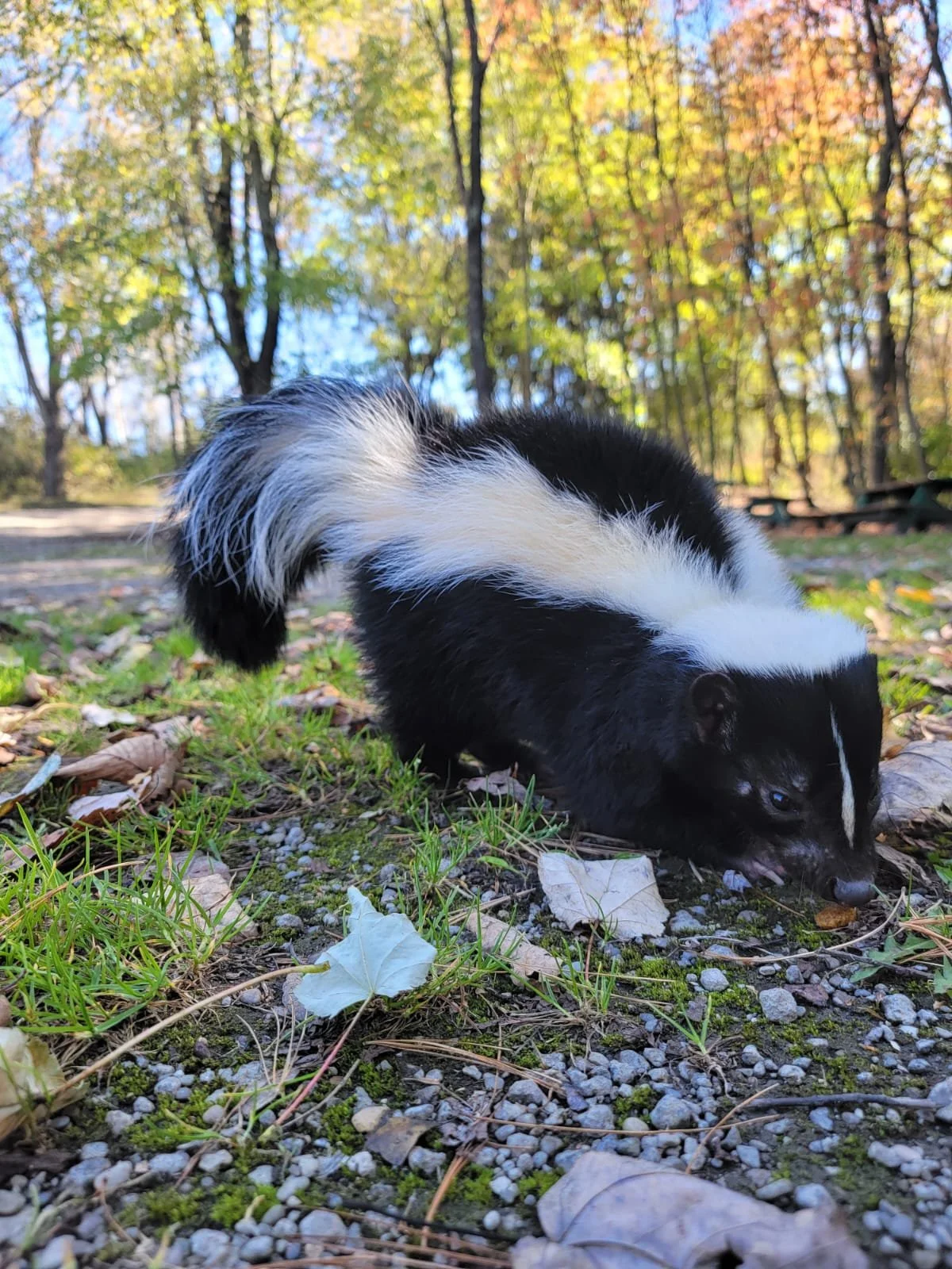 General 2 — Raptor Hallow Sanctuary